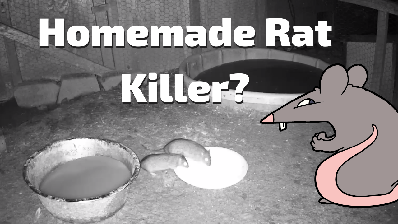 Homemade Rat killer? - Rob's Backyard BBQ